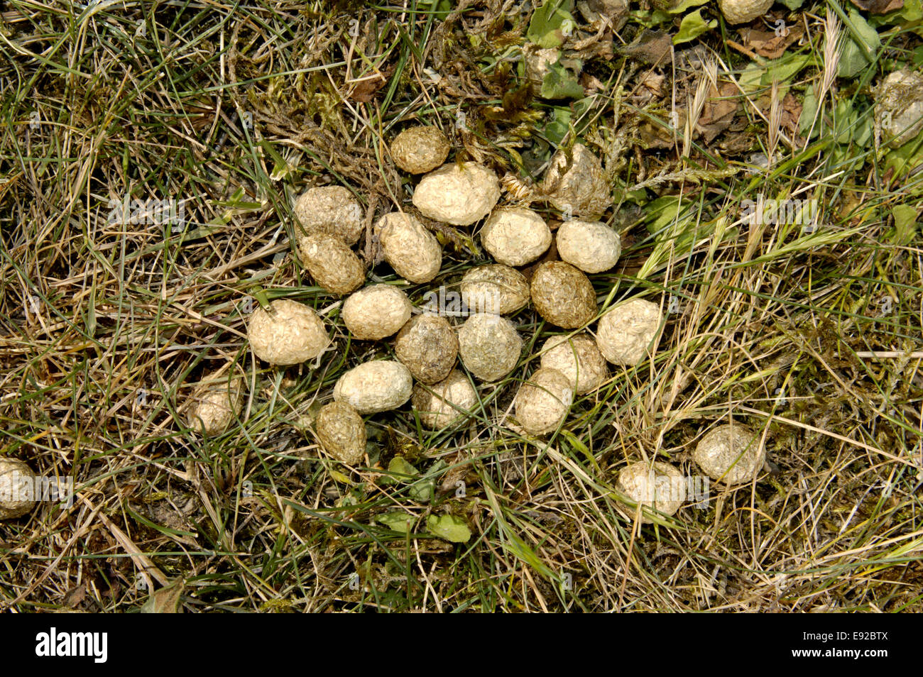 Brown Hare droppings - Lepus europaeus Stock Photo - Alamy
