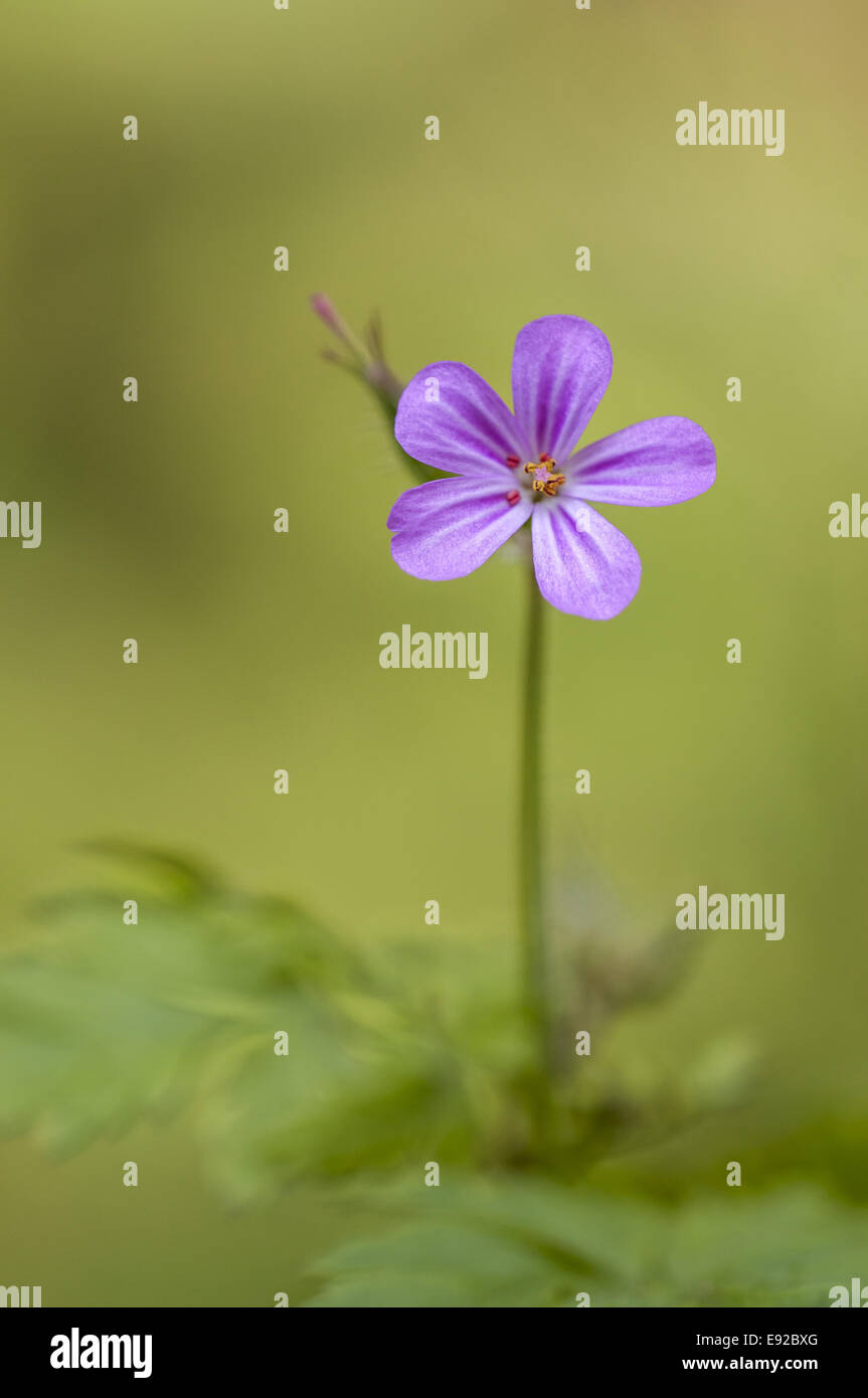 Wood Cranesbill (Geranium sylvaticum Stock Photo - Alamy
