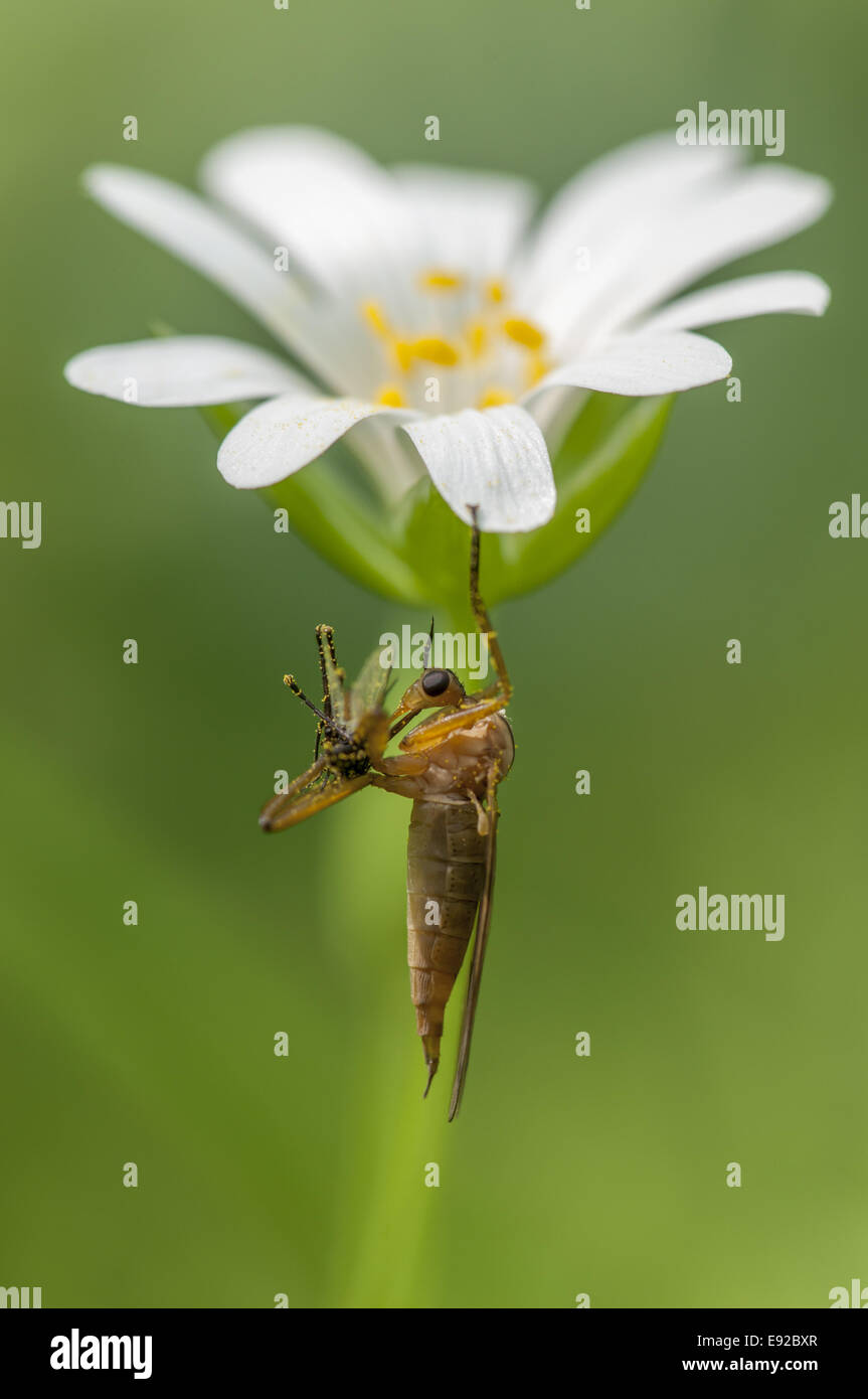 Dagger flies hi-res stock photography and images - Alamy