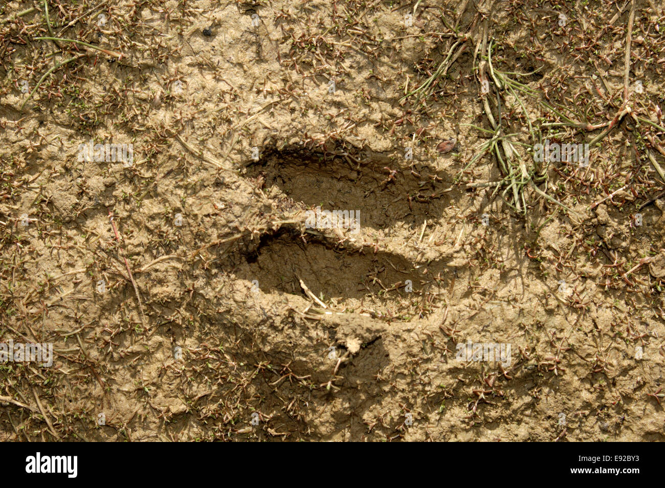 Roe Deer prints - Capreolus capreolus Stock Photo - Alamy