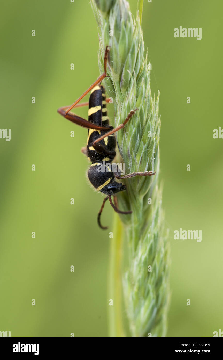 Wasp beetle clytus arietis hi-res stock photography and images - Alamy
