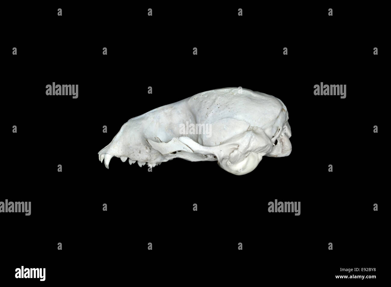 Common Seal skull - Phoca vitulina Stock Photo - Alamy
