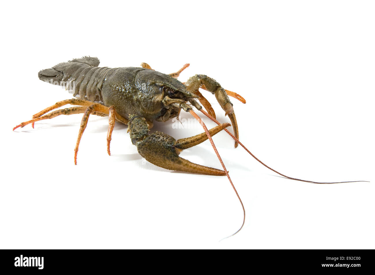 Make crayfish Cut Out Stock Images & Pictures - Alamy