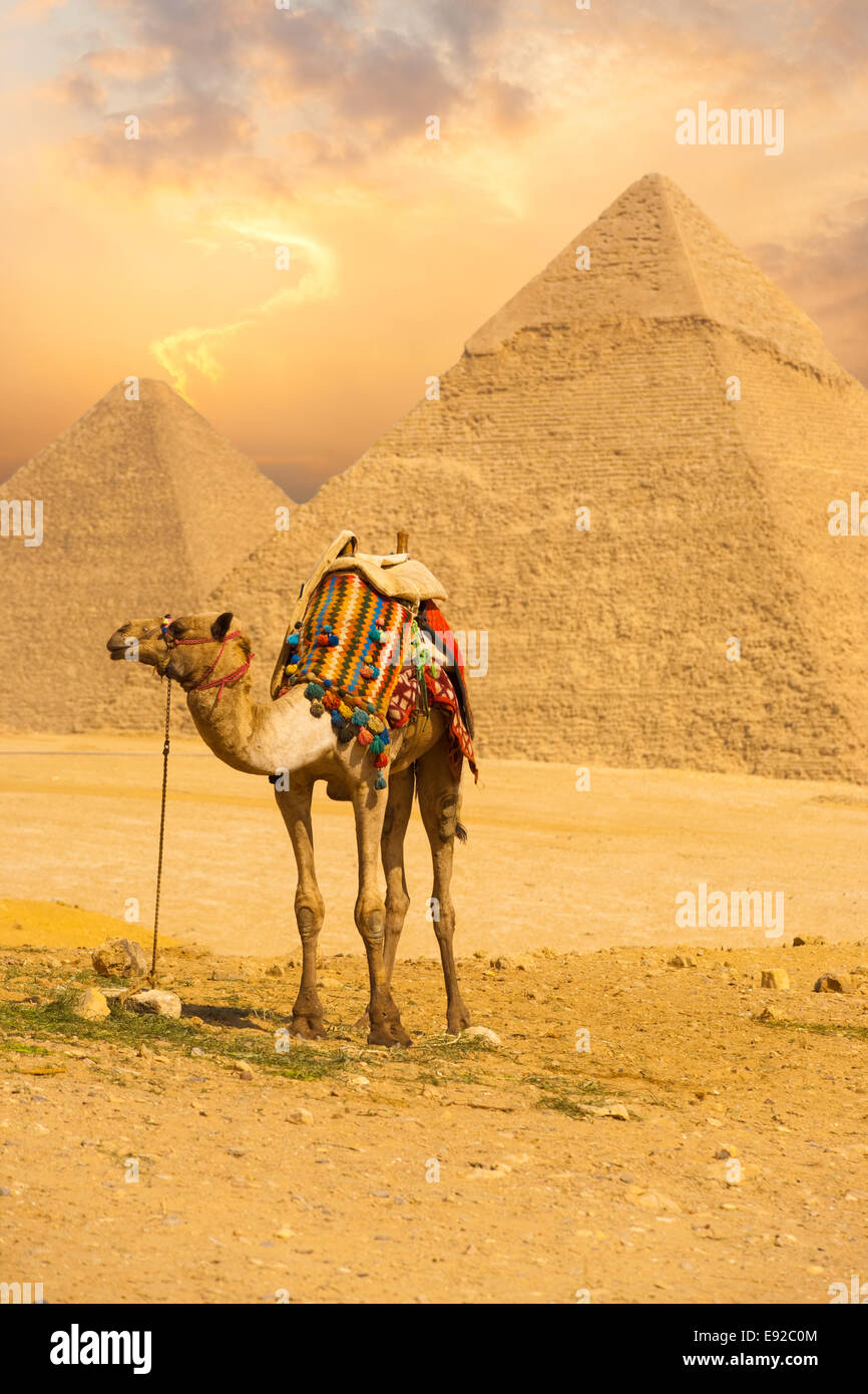 Camel front hi-res stock photography and images - Alamy