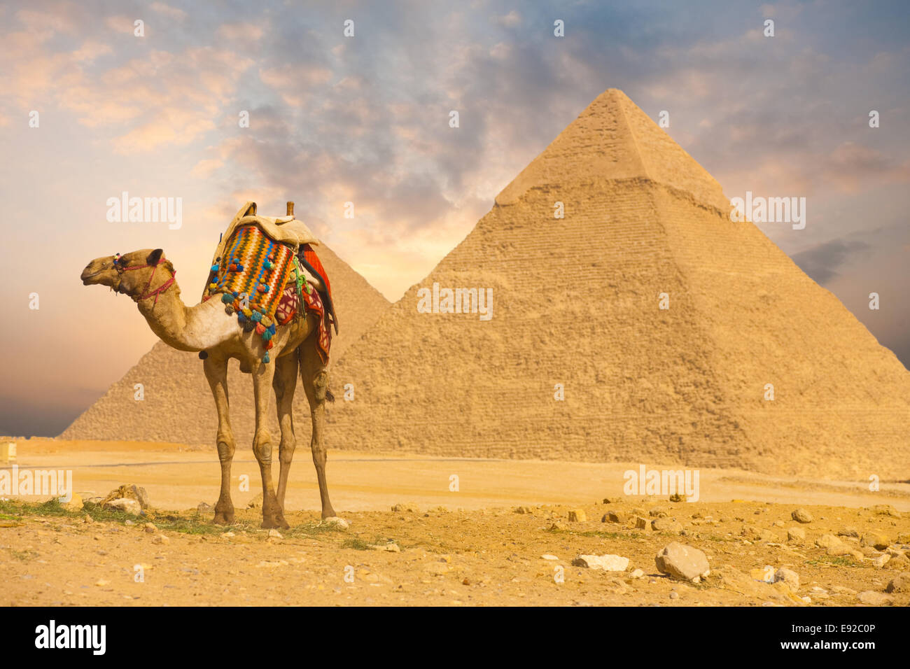 Camel standing hi-res stock photography and images - Alamy