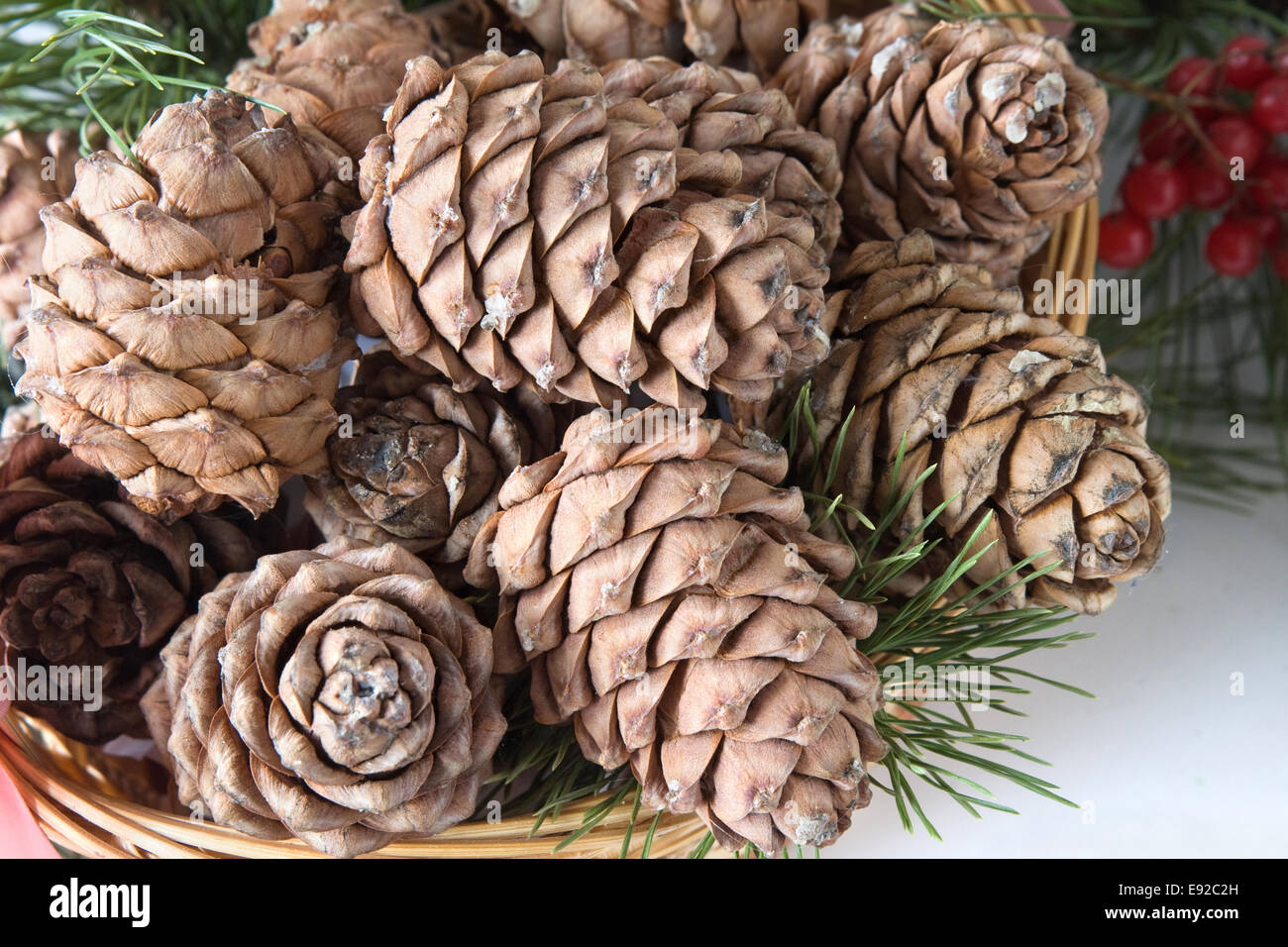 Cedar cones hi-res stock photography and images - Alamy