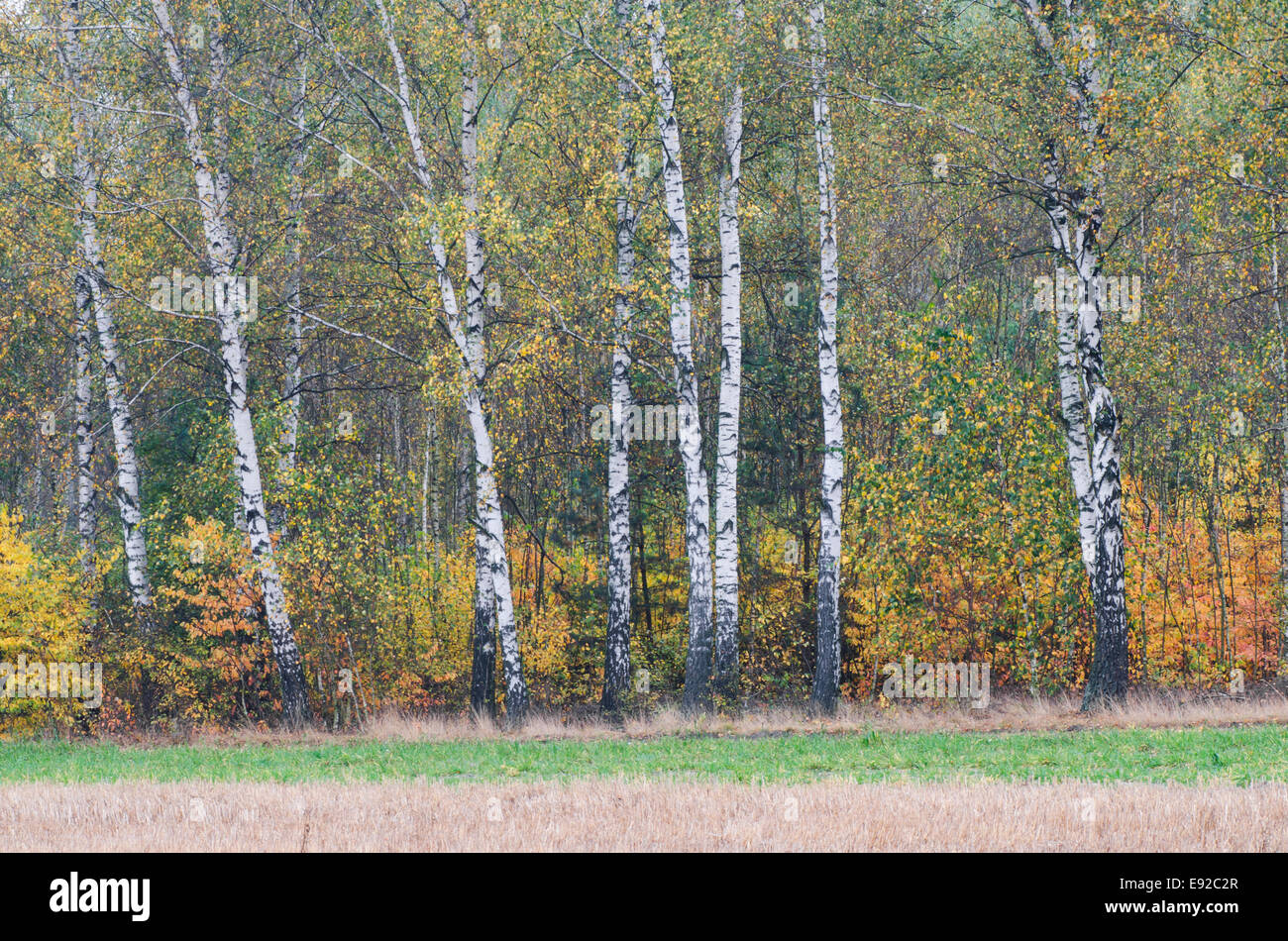 birch trees in autumn forest Stock Photo - Alamy