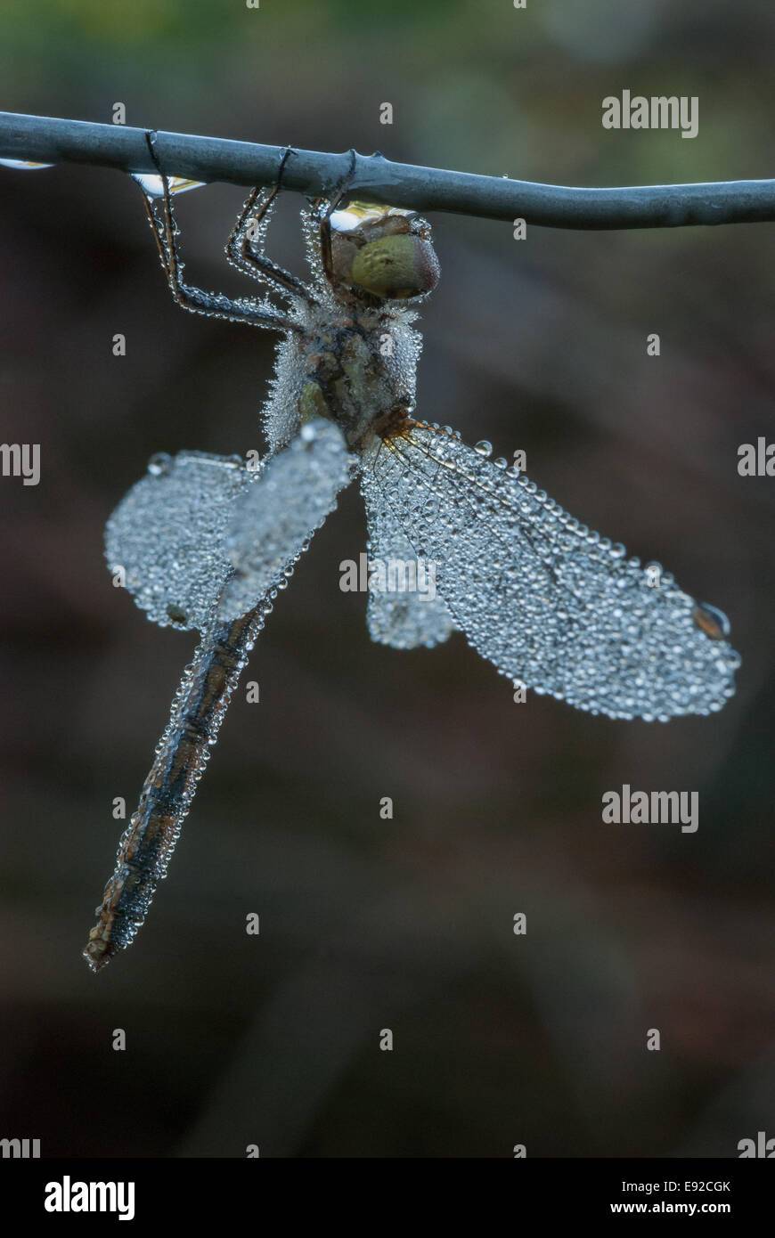 Black Darter, Sympetrum danae Stock Photo - Alamy