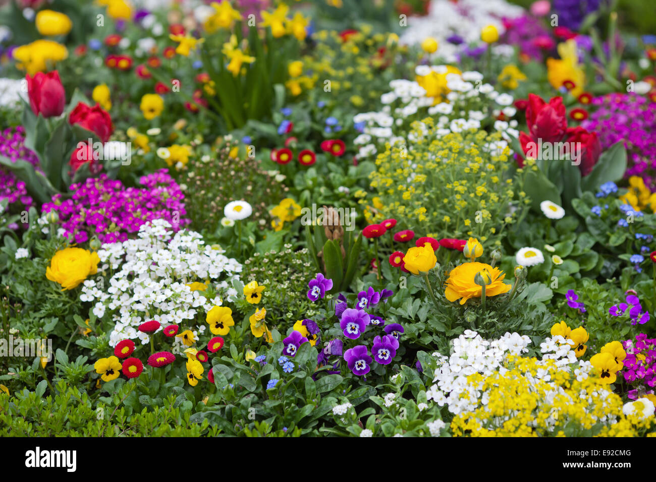 spring flower bed Stock Photo - Alamy