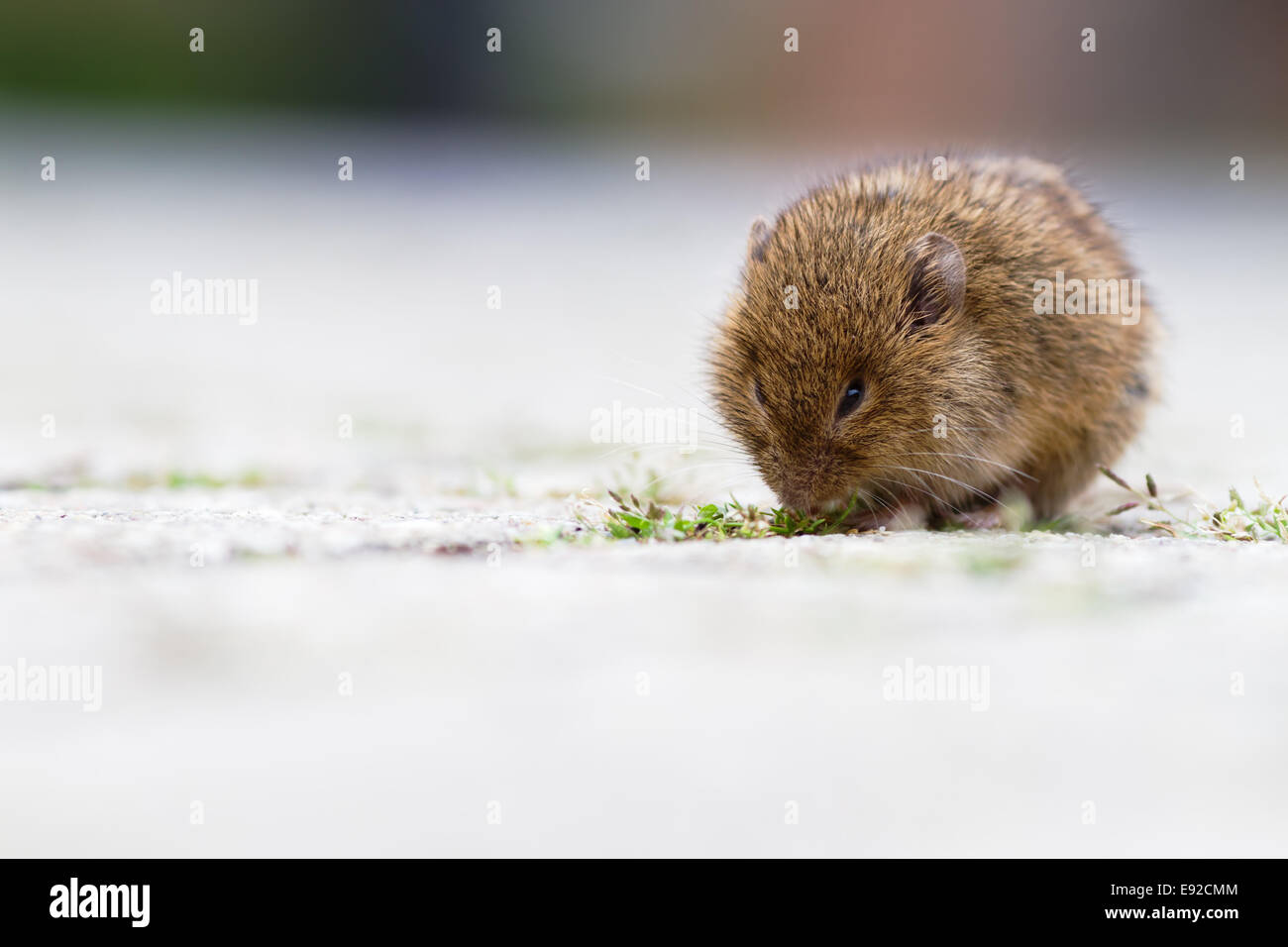 cute little mouse on the street Stock Photo - Alamy
