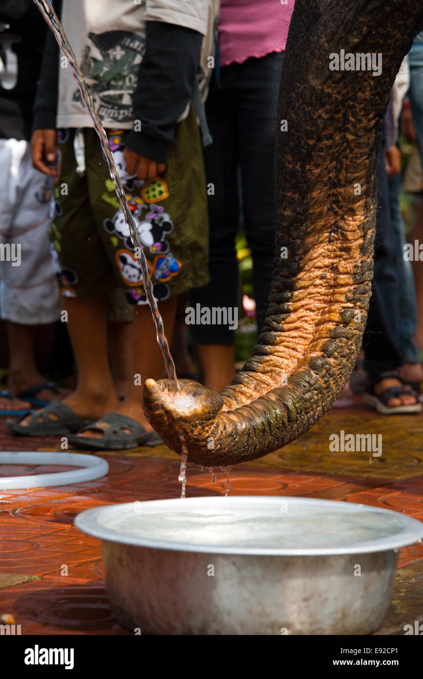 Elephant Receiving Water Nose Stock Photo - Alamy