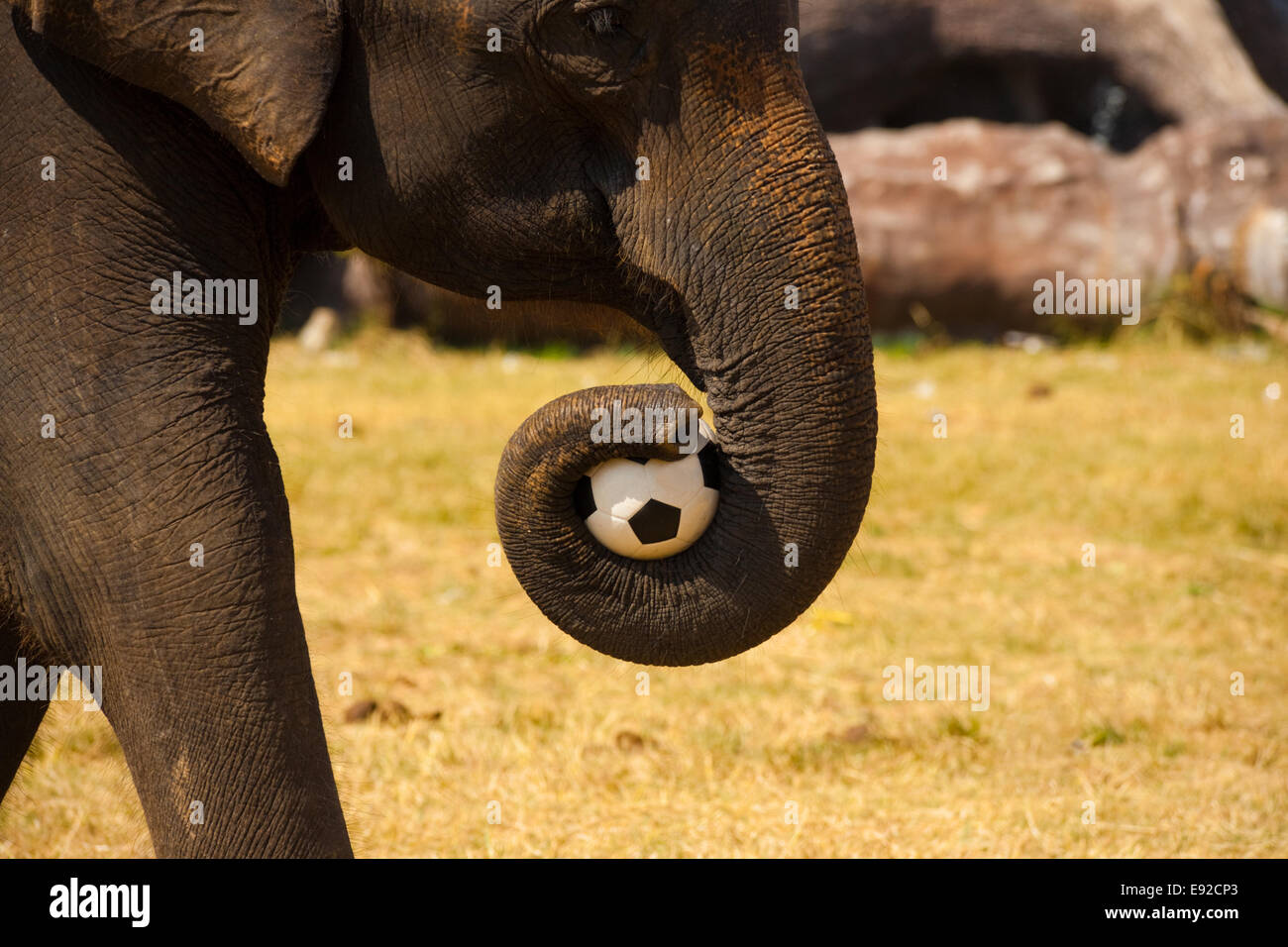 Elephant with ball hi-res stock photography and images - Alamy