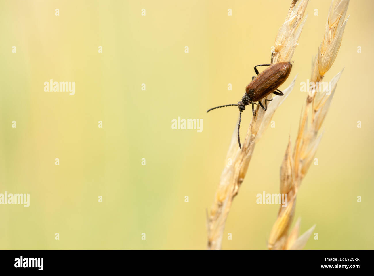 wool beetle (Lagria hirta Stock Photo - Alamy