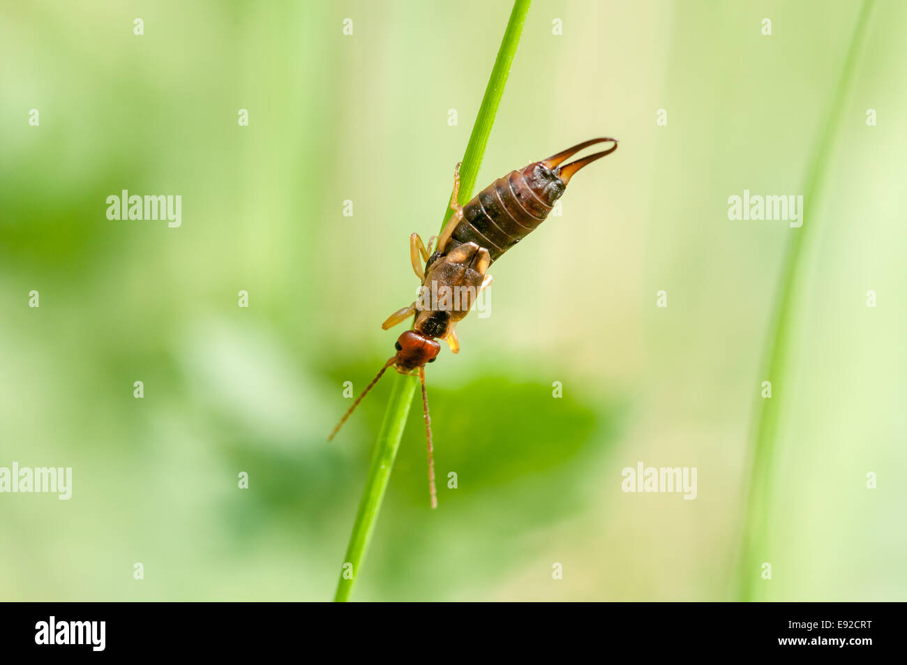 common earwig (Forficula auricularia Stock Photo - Alamy