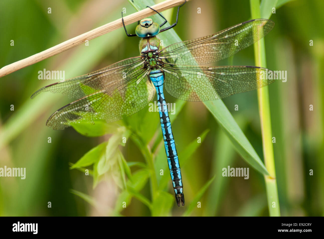 Emperor Dragonfly (Anax imperator Stock Photo - Alamy