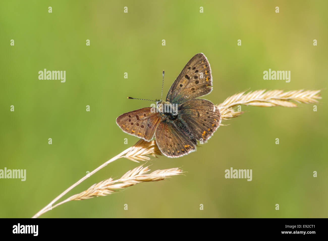Tityrus hi-res stock photography and images - Alamy