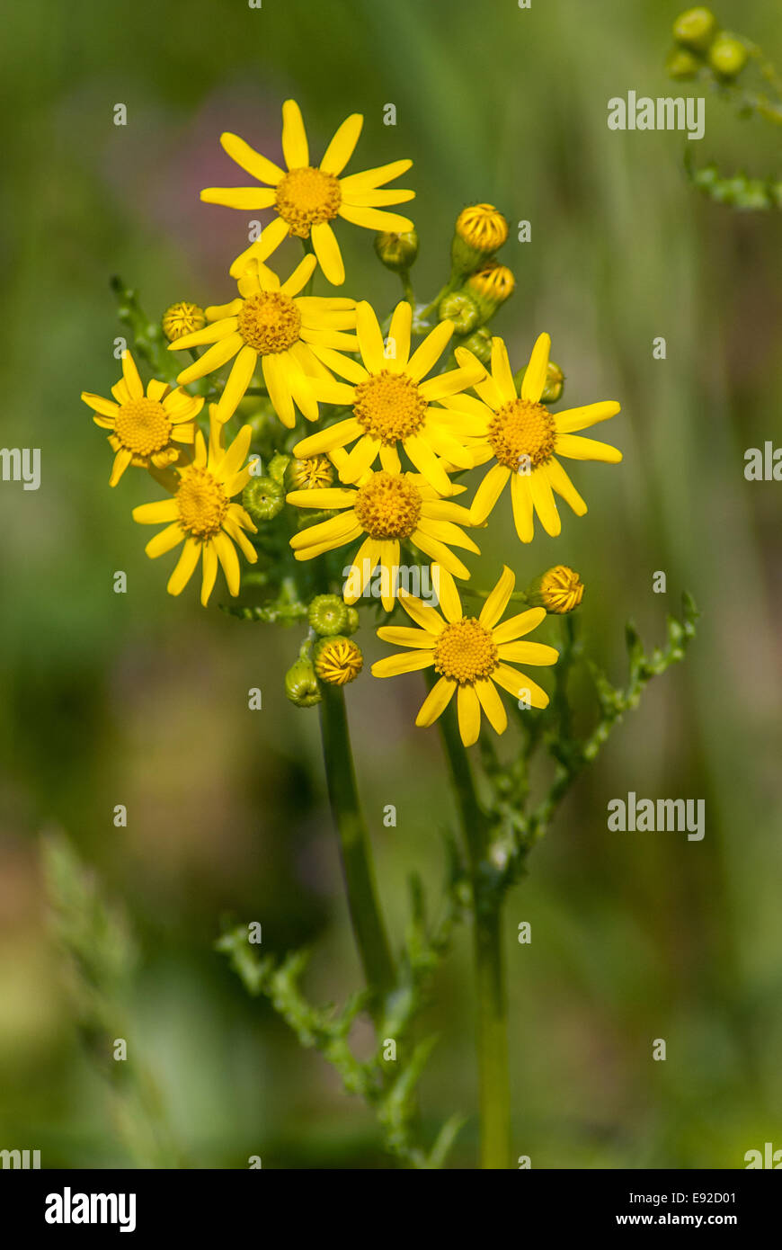 Common groundsel (Senecio vulgaris Stock Photo - Alamy