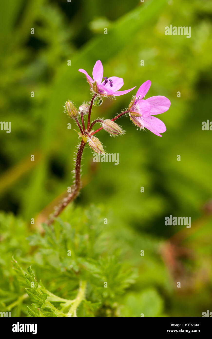 Redstem filaree (Erodium cicutarium Stock Photo - Alamy