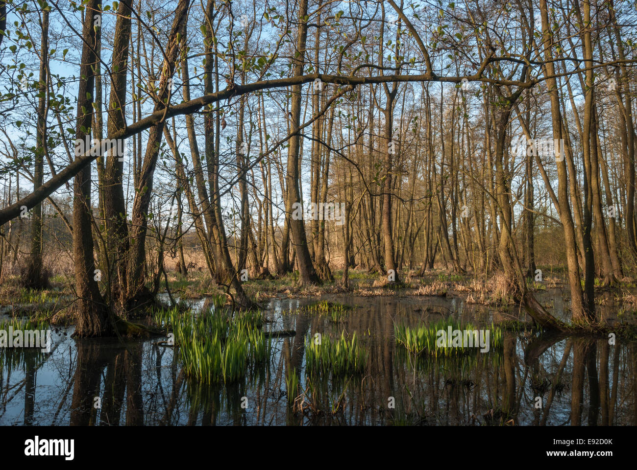 Flooded forest floor in spring Stock Photo - Alamy