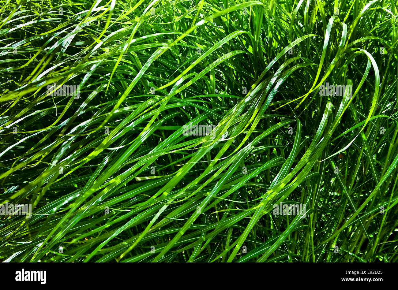 Windy Wild Grass Stock Photo - Alamy