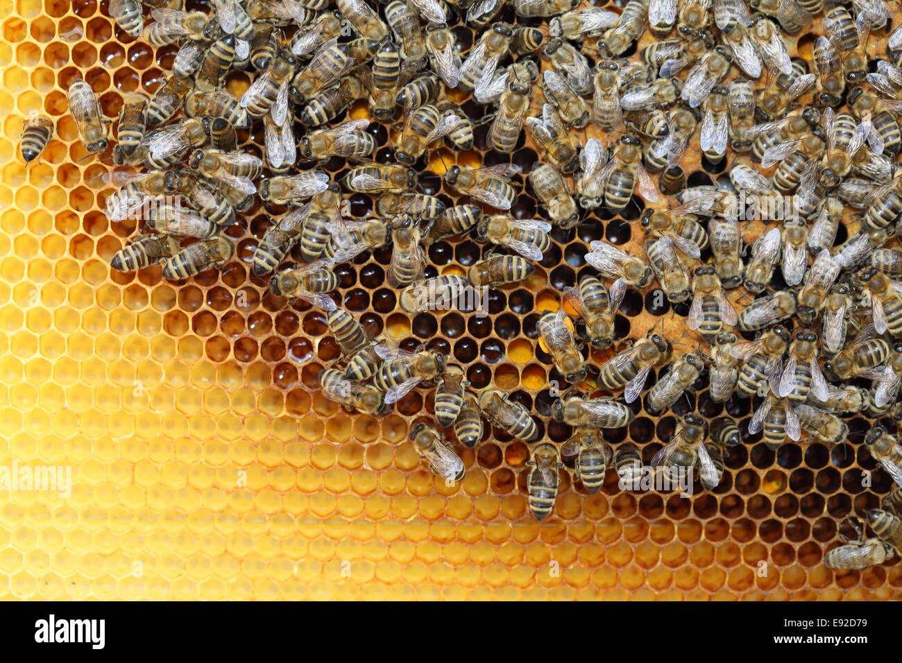 Many tier hi-res stock photography and images - Alamy