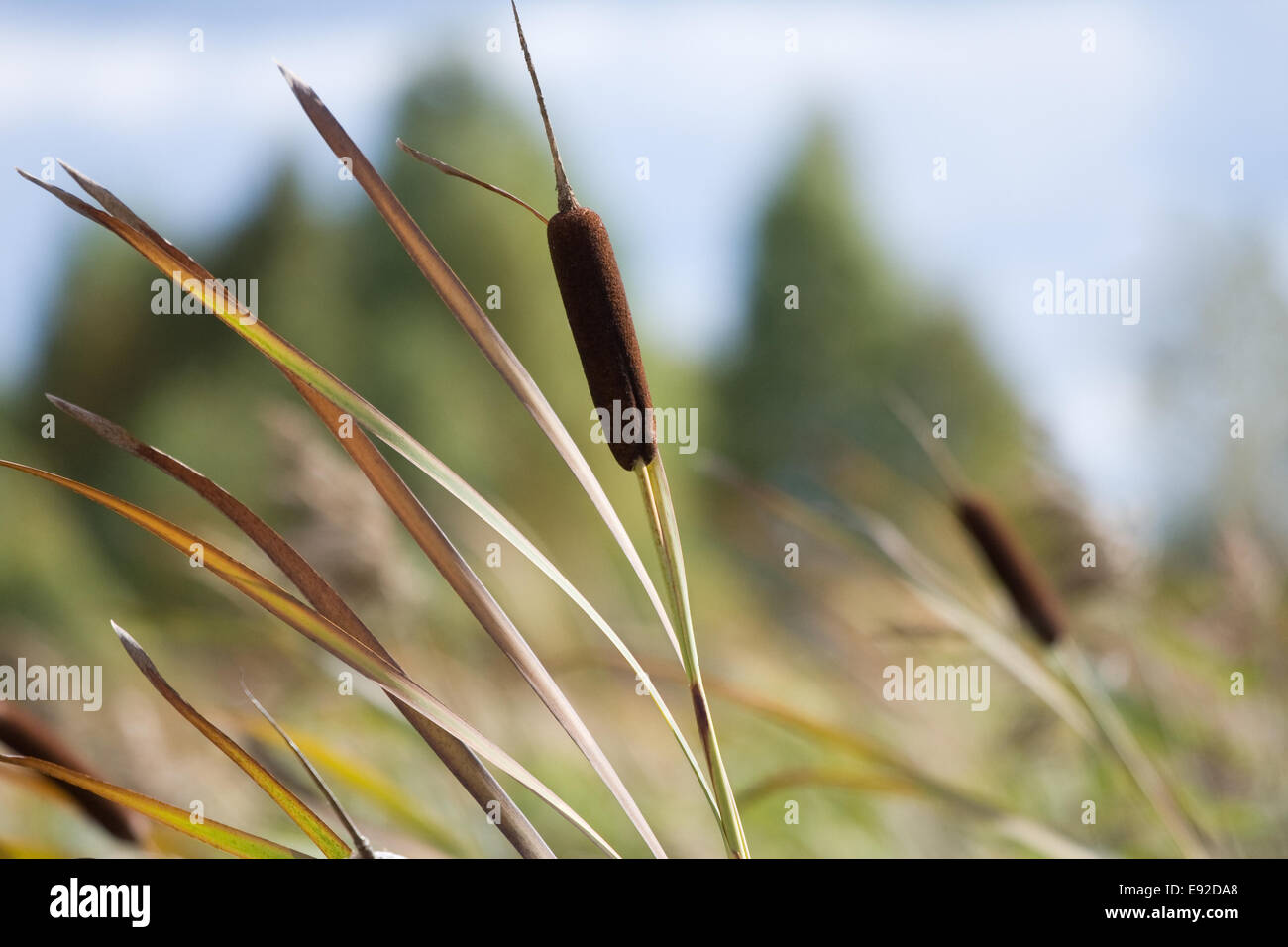 Tall canes hi-res stock photography and images - Alamy