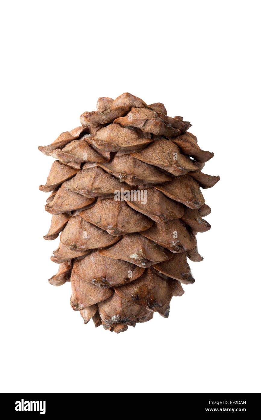 Cedar cone hi-res stock photography and images - Alamy