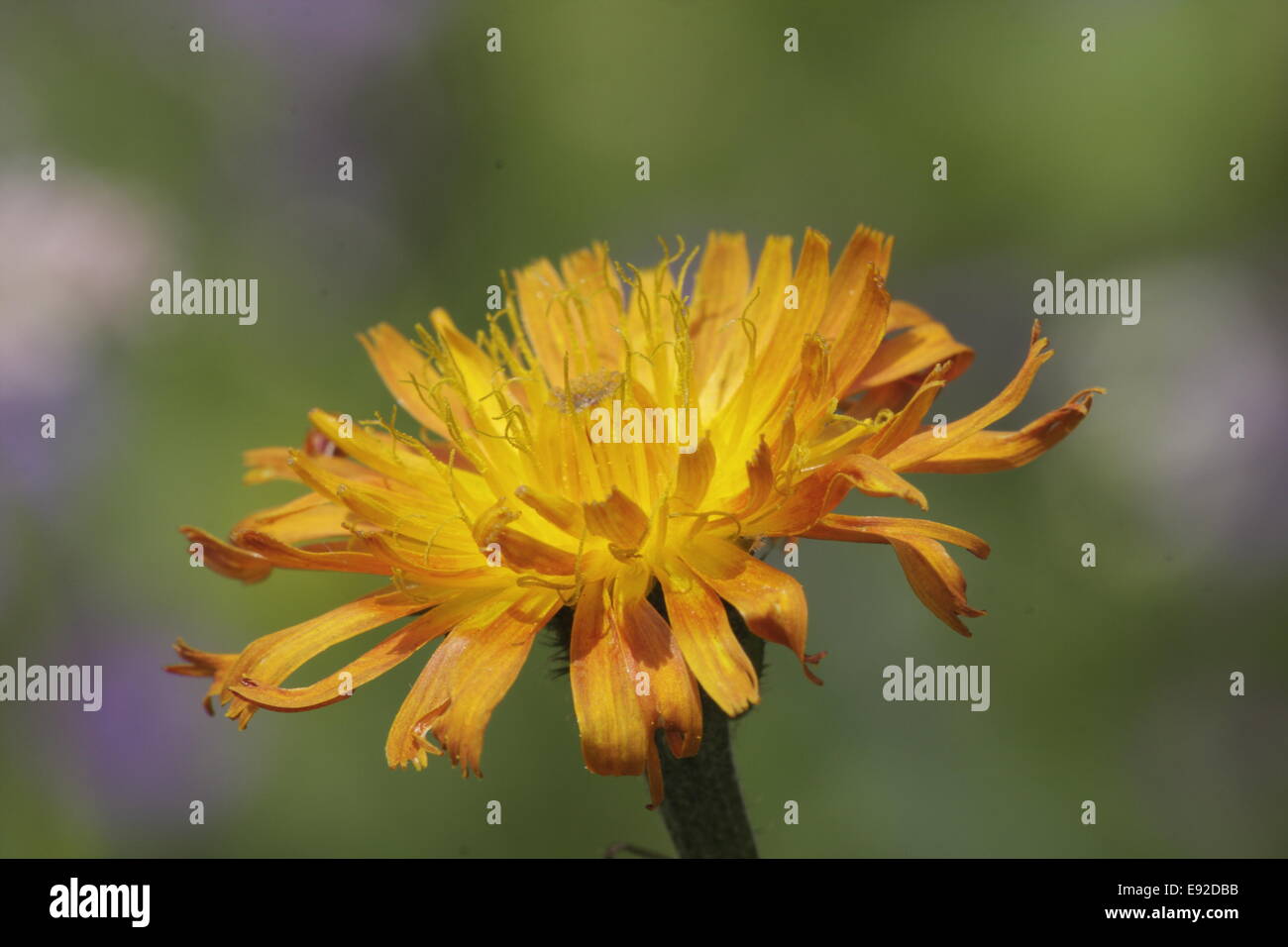 Hawksbeard hi-res stock photography and images - Alamy