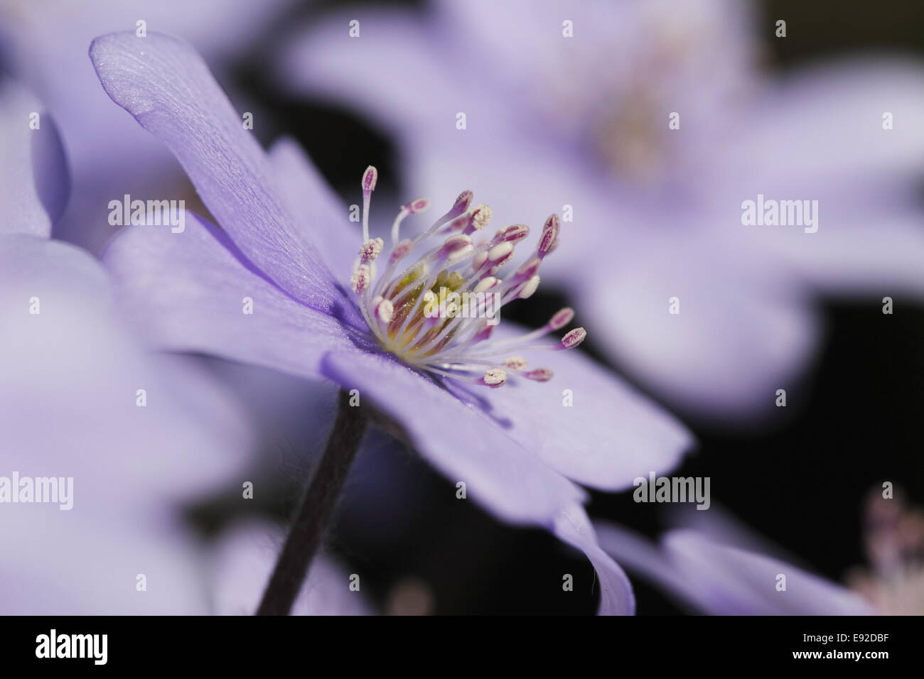 The common hepatica hi-res stock photography and images - Alamy