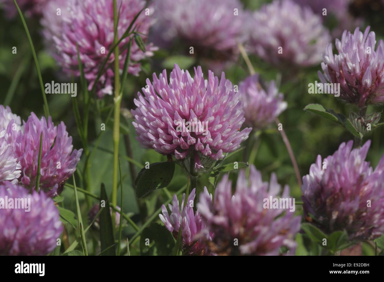 German clover hi-res stock photography and images - Alamy