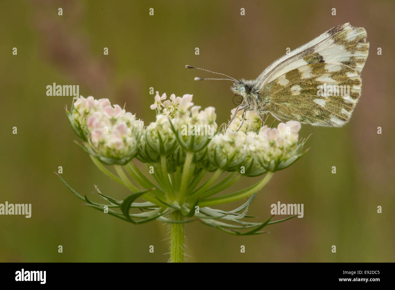 Eastern Bath White (Pontia edusa Stock Photo - Alamy