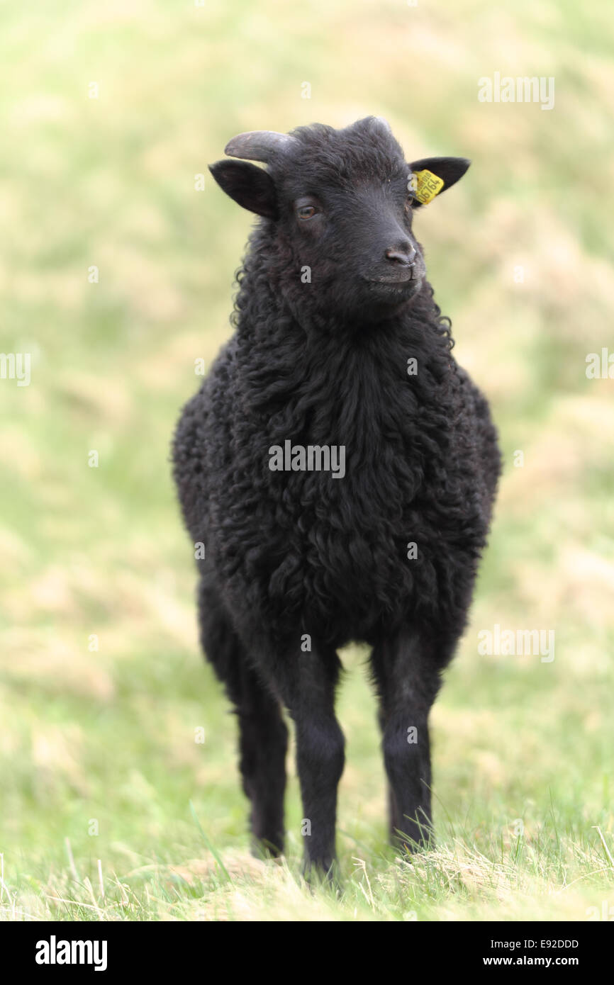 Gregarious outside of breeding hi-res stock photography and images - Alamy