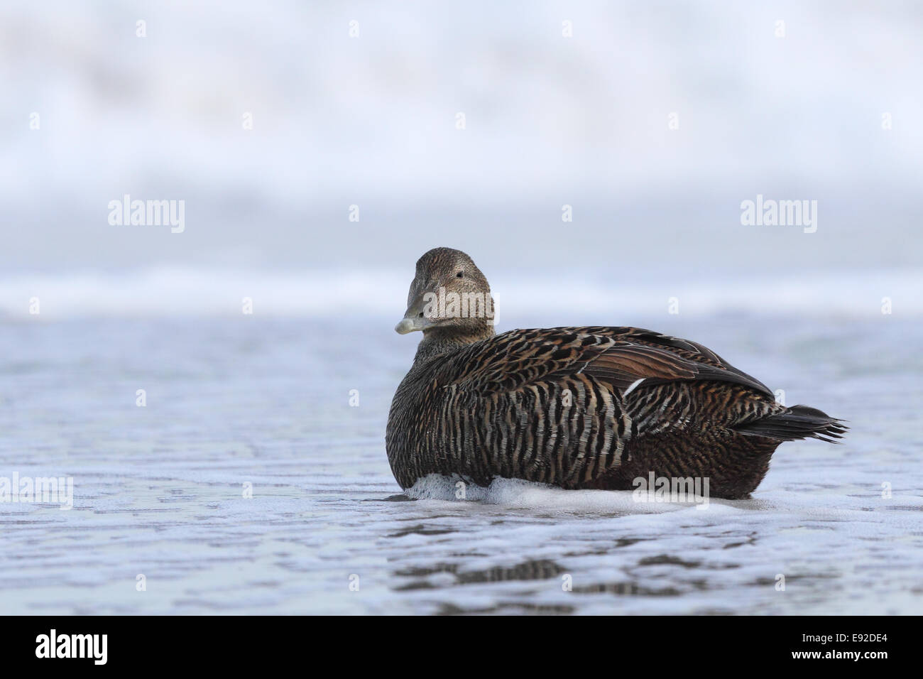 Eiderenten High Resolution Stock Photography and Images - Alamy