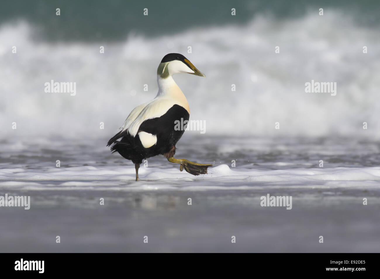 Eiderenten High Resolution Stock Photography and Images - Alamy