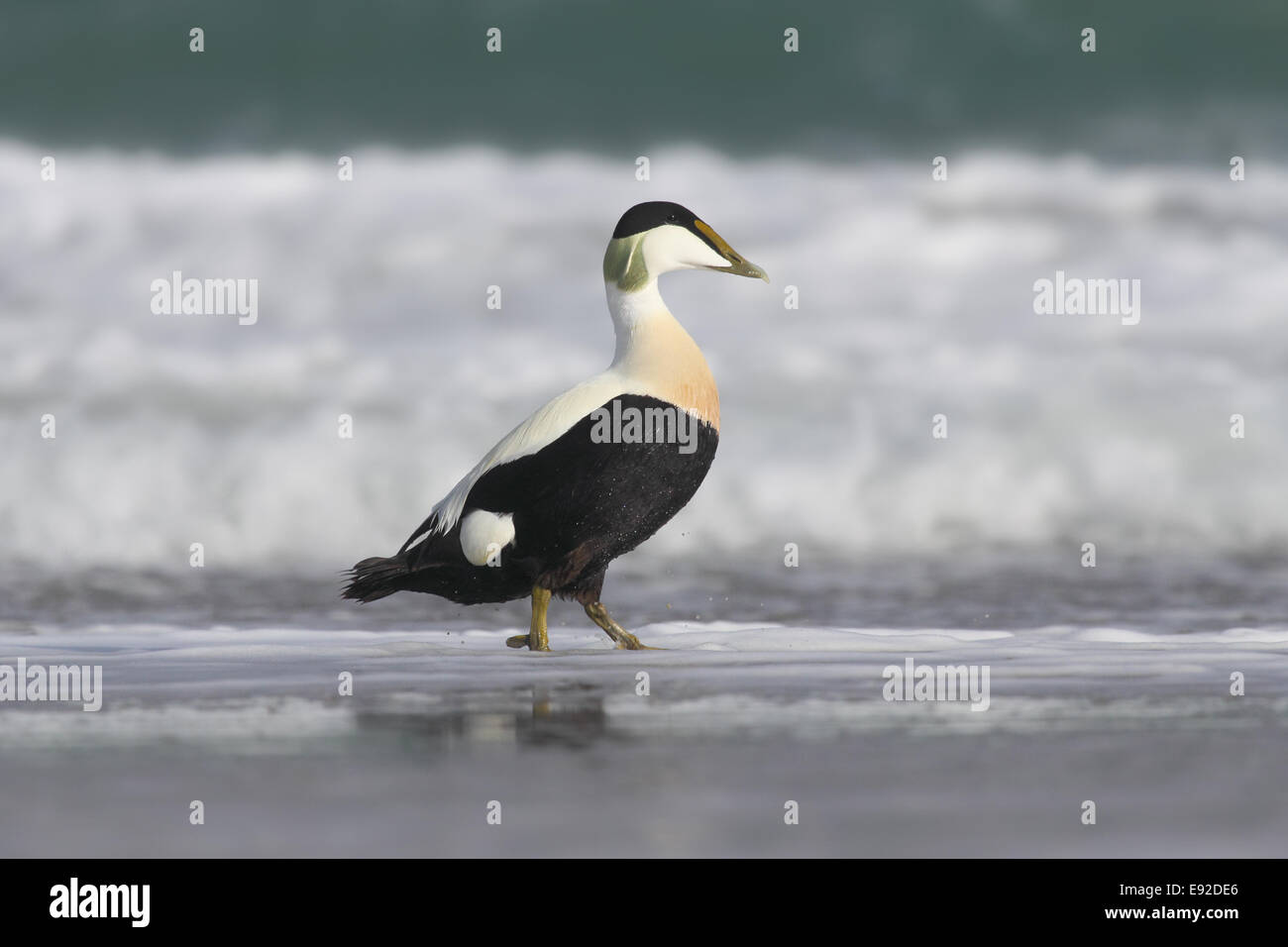 Eiderenten High Resolution Stock Photography and Images - Alamy
