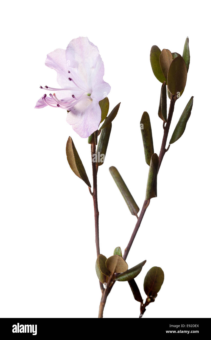 Labrador tea hi-res stock photography and images - Alamy