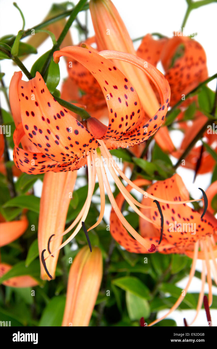 Tiger Lily, Lat. Lilium lancifoliu Stock Photo - Alamy