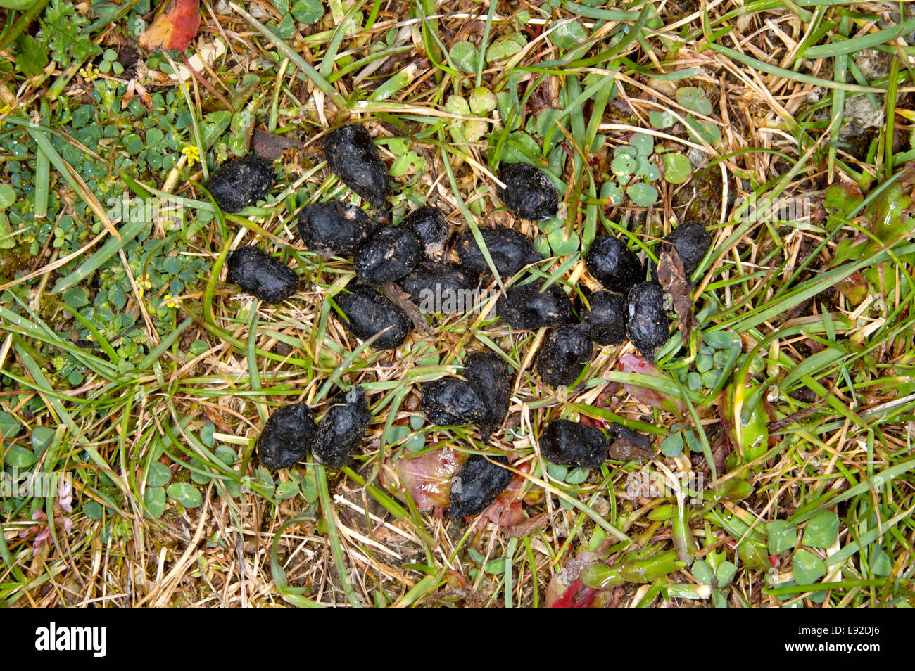 Roe Deer droppings - Capreolus capreolus Stock Photo - Alamy