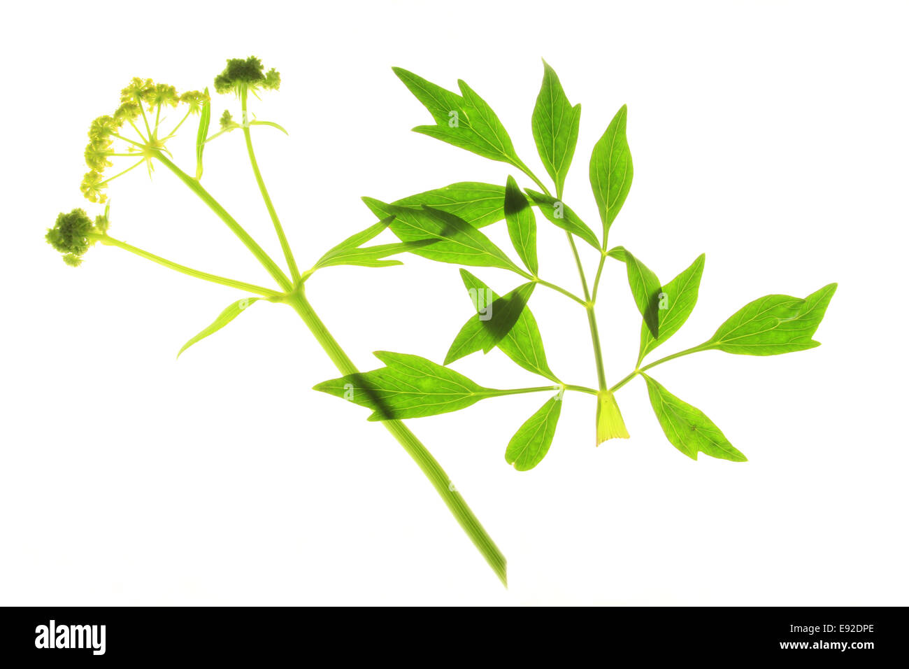 Levisticum officinale hi-res stock photography and images - Alamy
