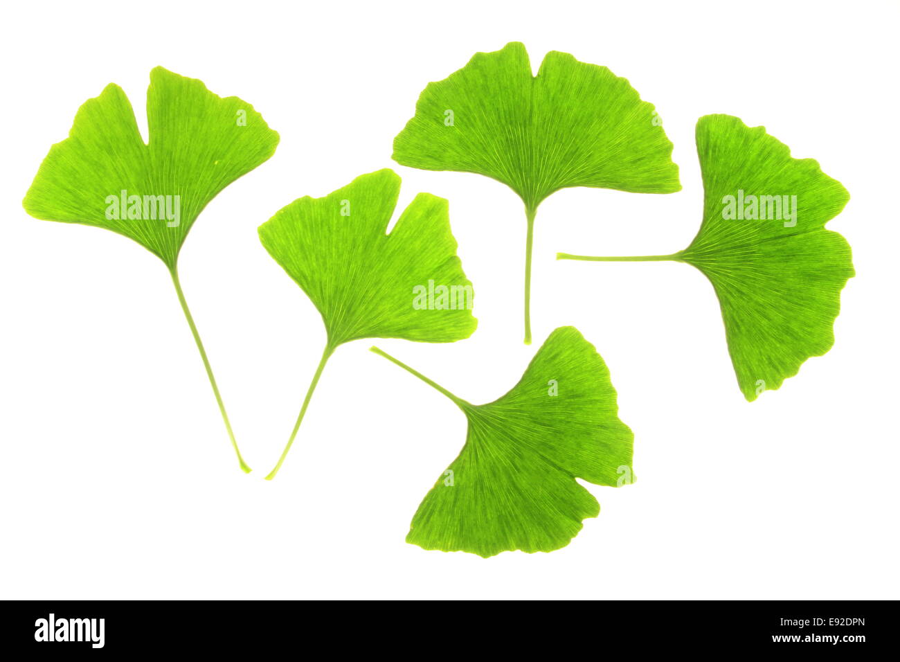 Ginkgotee hi-res stock photography and images - Alamy
