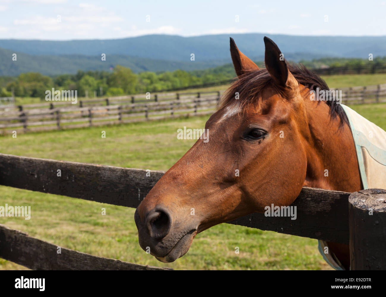 Chestnut horse face hi-res stock photography and images - Alamy