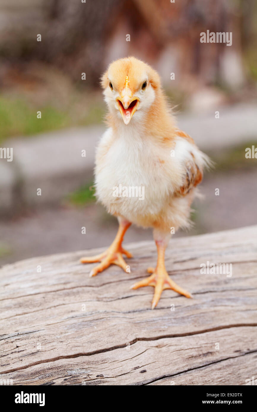 Small baby chicken outdoors Stock Photo - Alamy