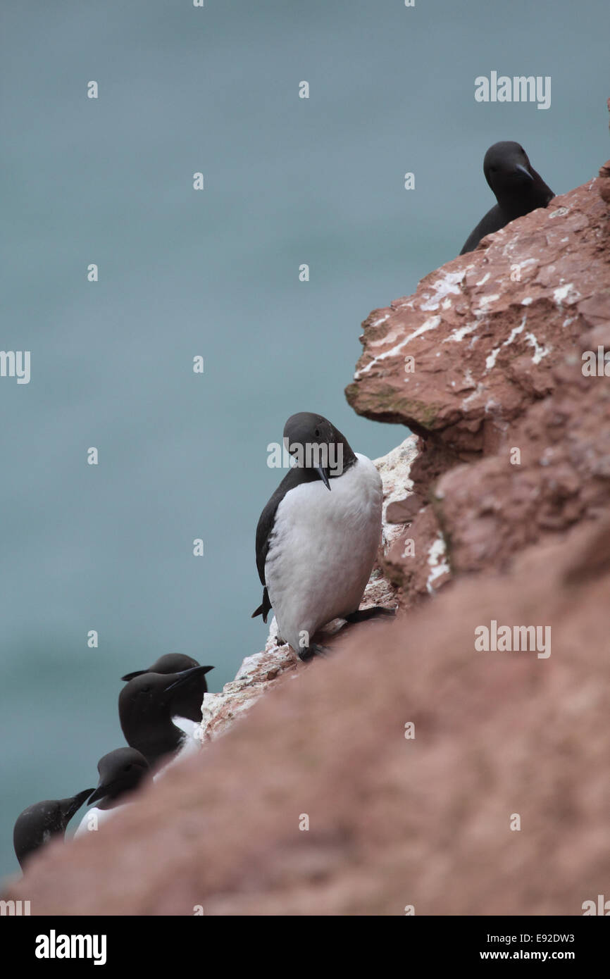 Orcean hi-res stock photography and images - Alamy