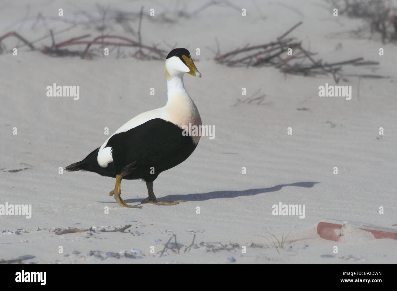 Eider ente hi-res stock photography and images - Alamy