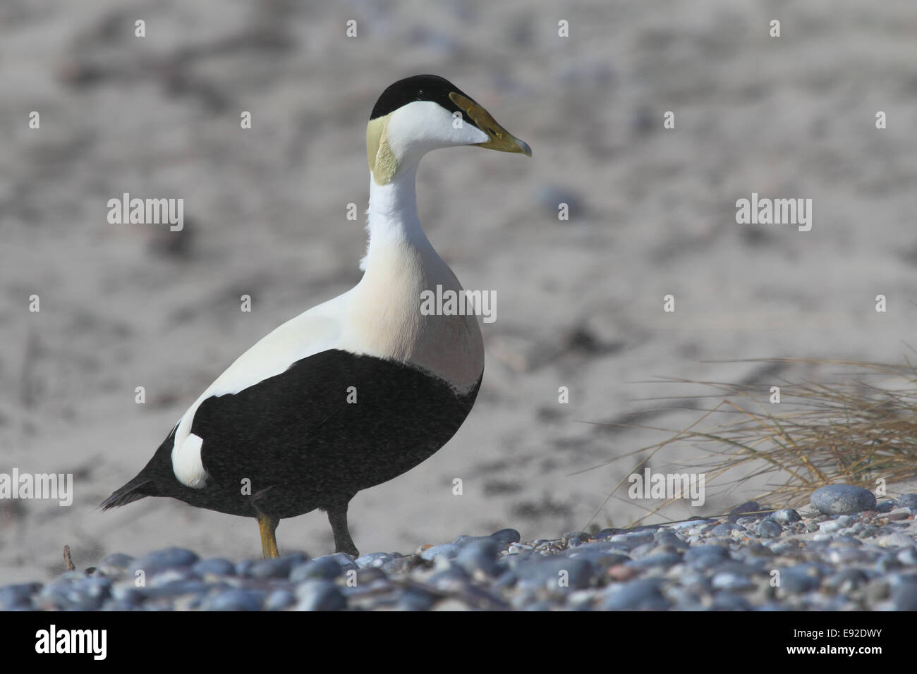 Eidergaense hi-res stock photography and images - Alamy