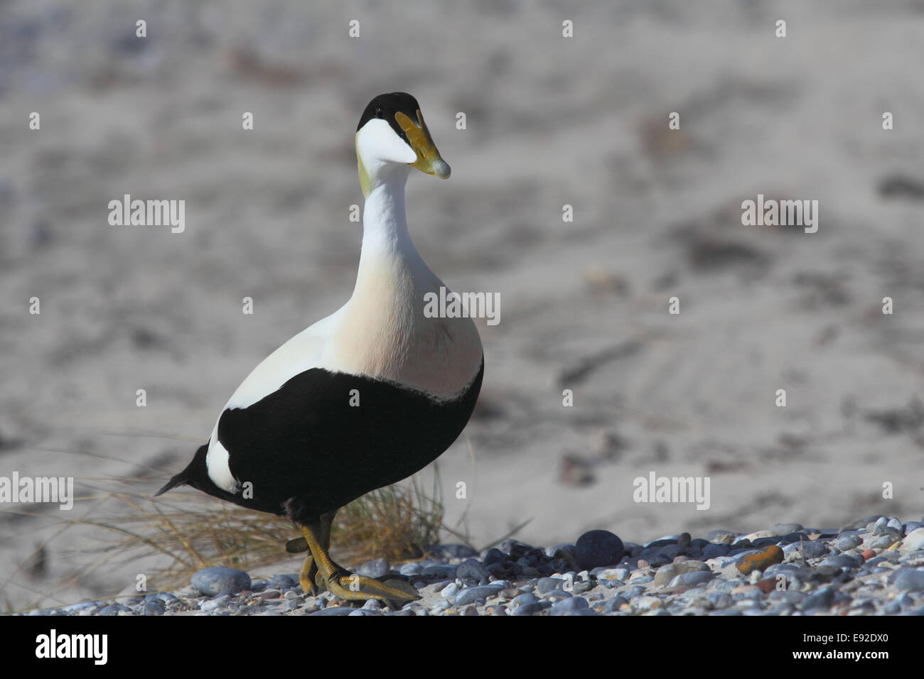 Eidergaense hi-res stock photography and images - Alamy