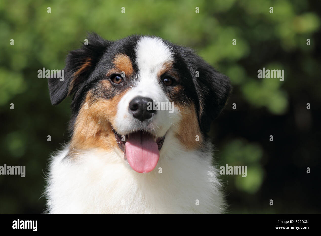 Hunderasse australien hi-res stock photography and images - Alamy