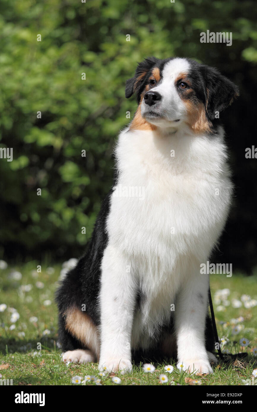 Hunderasse australien hi-res stock photography and images - Alamy