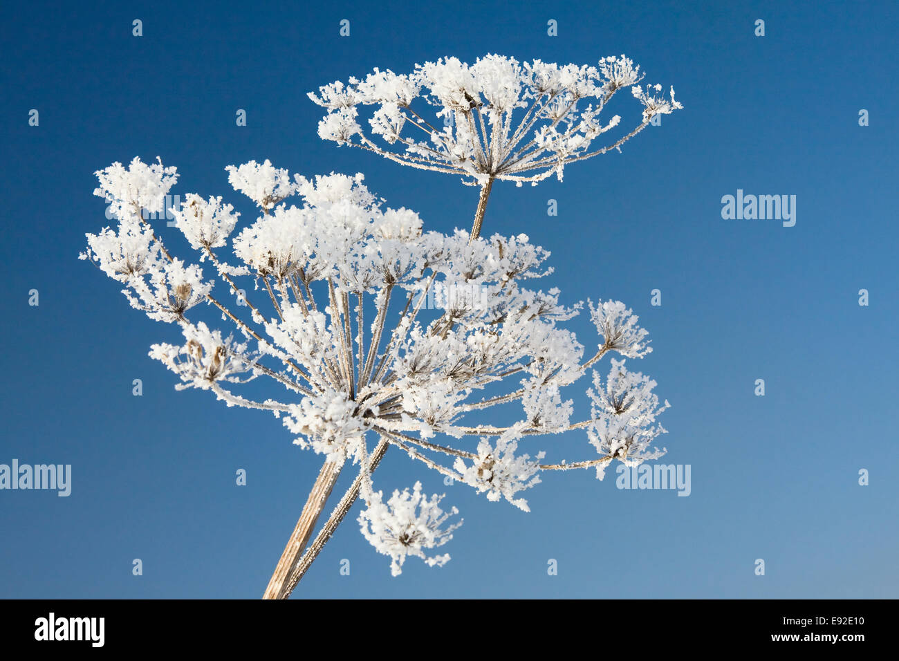 Frosty flower hi-res stock photography and images - Alamy