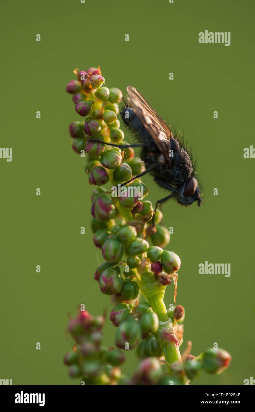 lesser house fly (Fannia canicularis Stock Photo - Alamy